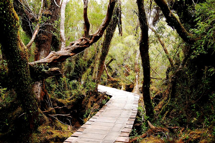 Branching Off Photograph by Hannah Smith - Fine Art America