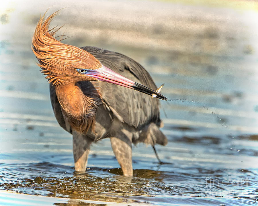 Breakfast Photograph by Patsy Kline Hall - Fine Art America