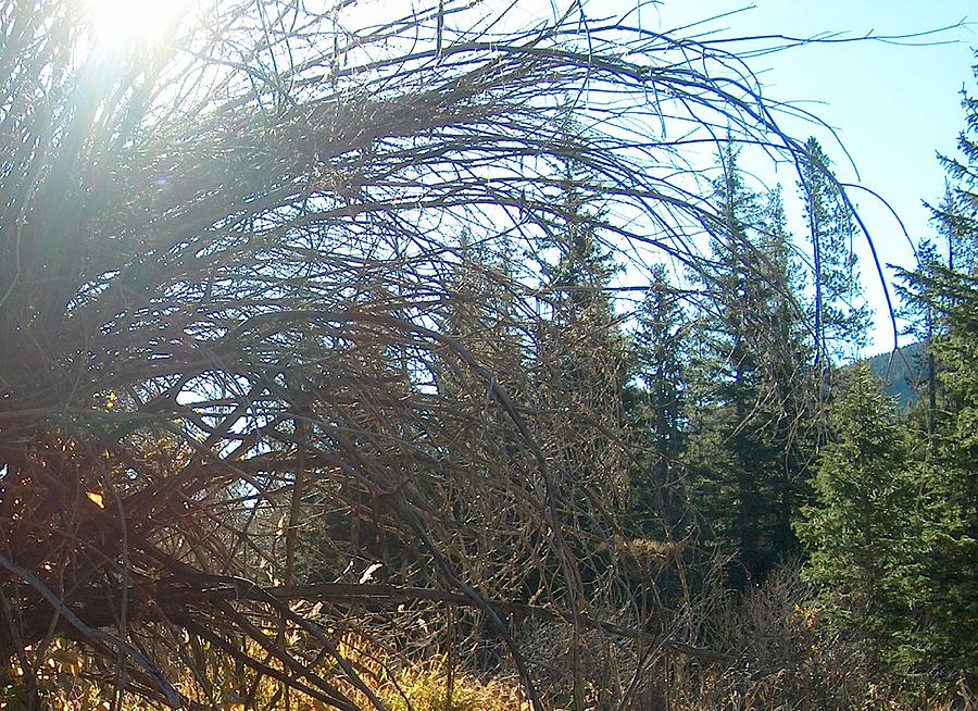 Breaking Through The Willows Photograph by Mark Eisenbeil - Pixels