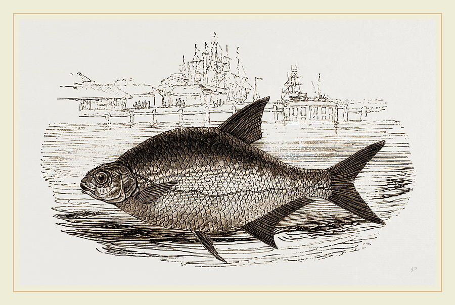 Bream Drawing by Litz Collection - Fine Art America