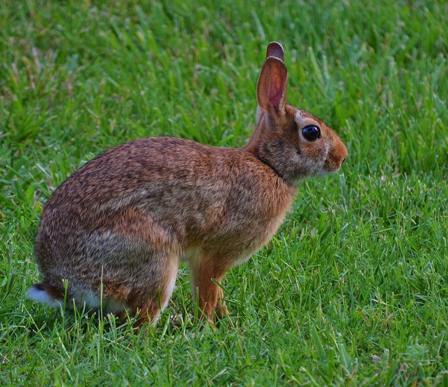 Brer Rabbit Photograph by Paul Hennrich - Fine Art America