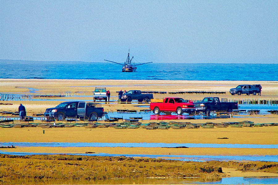 Brewster Mud Flat Shellfish Farming Photograph by Constantine Gregory