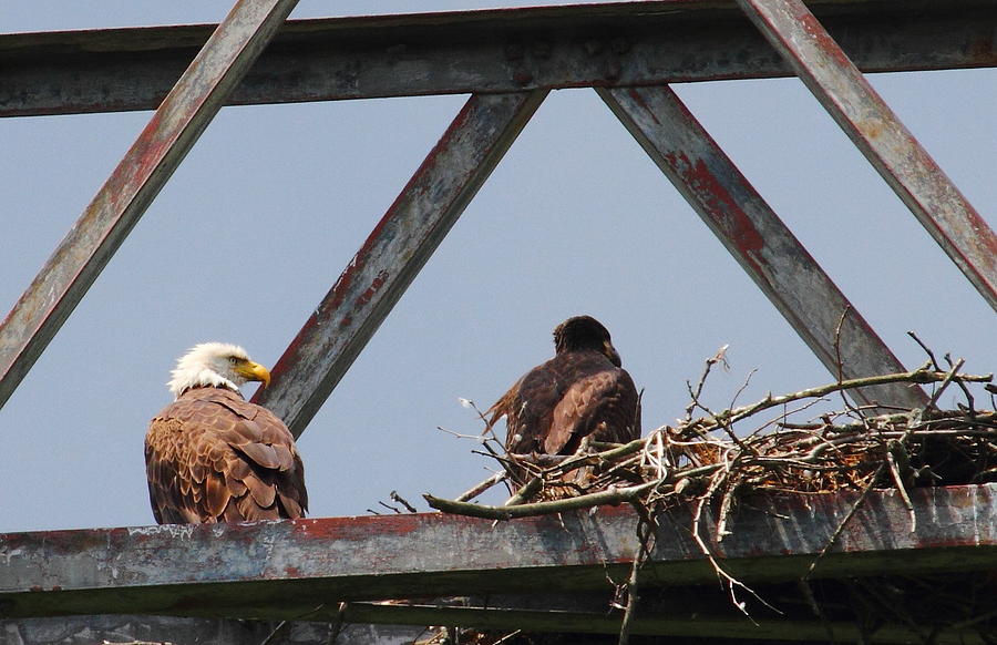 Bridge Nesting Photograph by David Rosenthal - Fine Art America