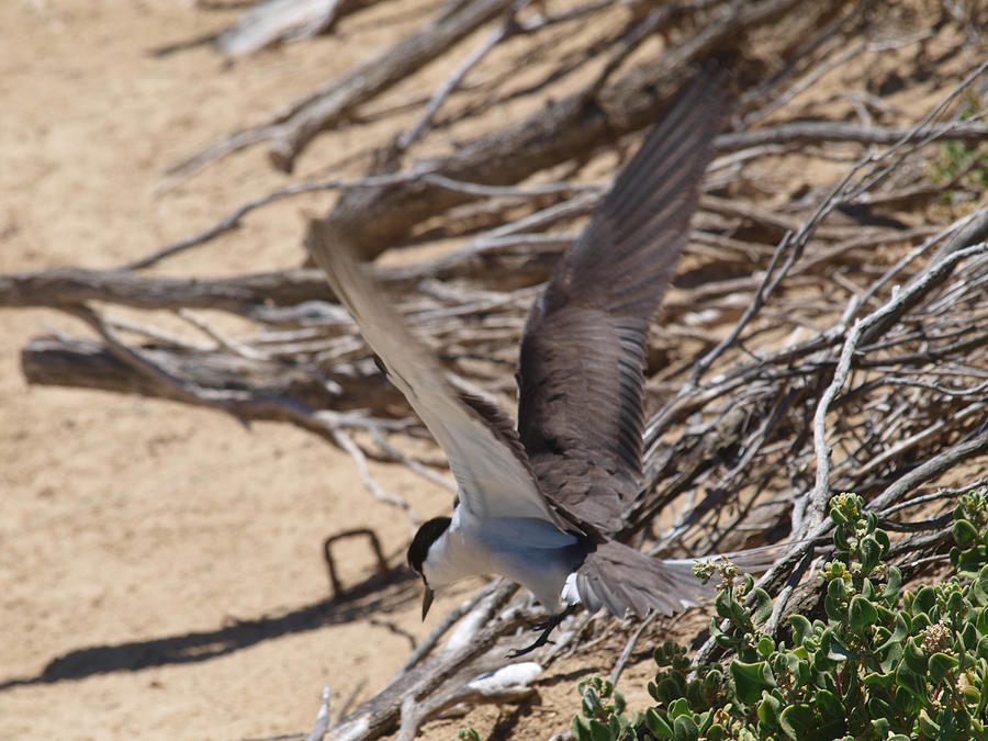 Bridled Tern Wings Photograph by Michaela Perryman - Pixels
