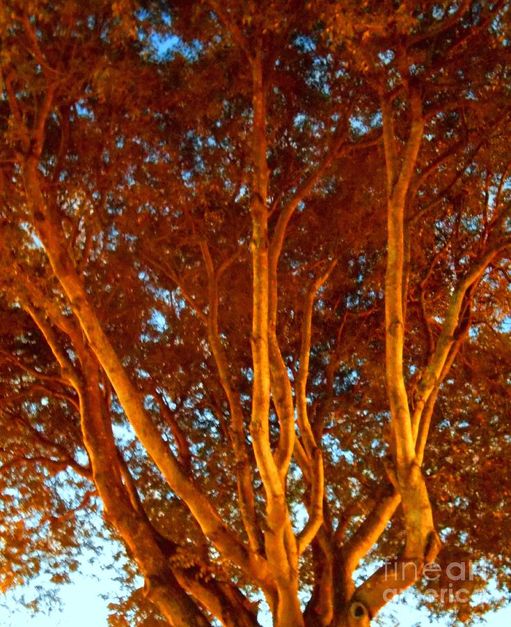 Bright Rust Colored Tree Photograph by Debb Starr