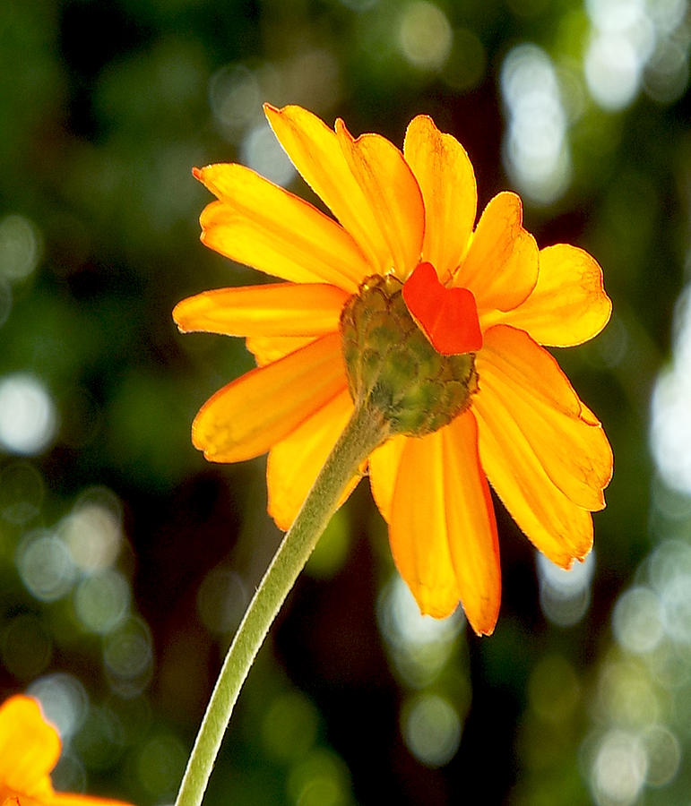 Brighter Days Photograph By Dawn Gagnon Fine Art America