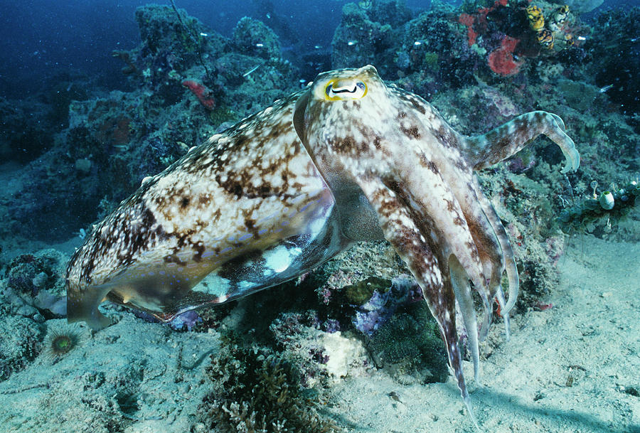 Broadclub Cuttlefish Photograph by Matthew Oldfield/science Photo ...