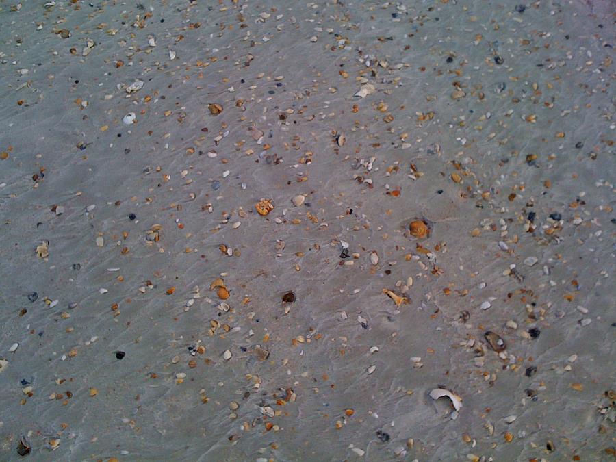 Broken Shells Photograph by Julie Wilcox - Fine Art America