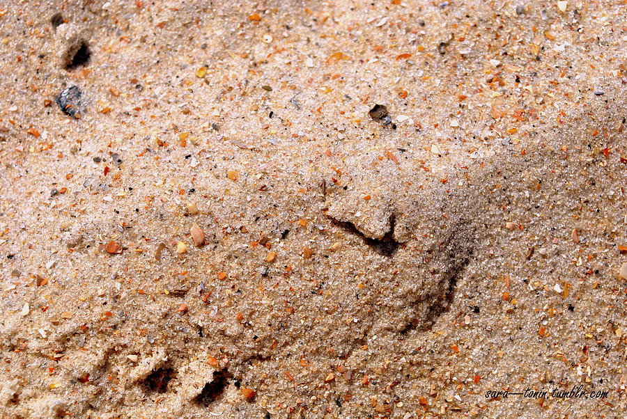Broken Shells Photograph by Sara Whaley - Fine Art America