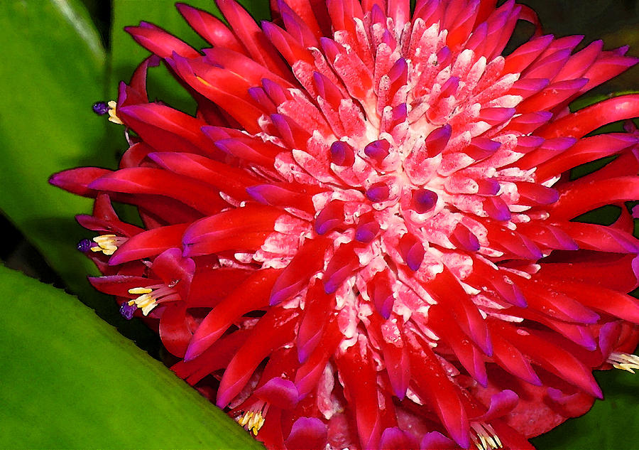 Bromeliad Photograph by James Temple - Pixels Merch