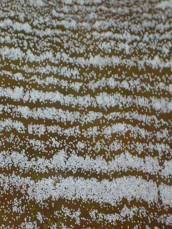 Bromeliad Leaf Photograph by Evan Hendrickson - Fine Art America