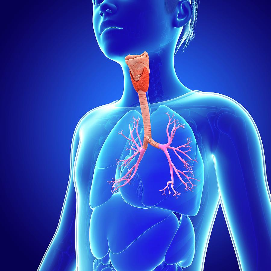 Bronchi Photograph by Pixologicstudio/science Photo Library