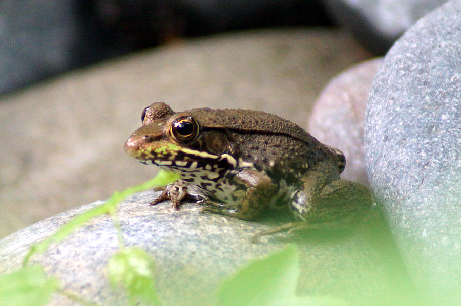 Bronze Frog Photograph by Kim Pate - Pixels