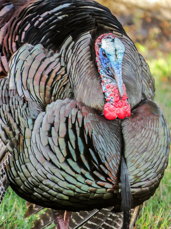 Bronze Tom Photograph by Zina Stromberg