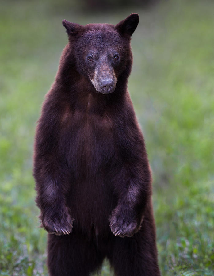 Brown Bear Photograph by Patrick Latter - Fine Art America