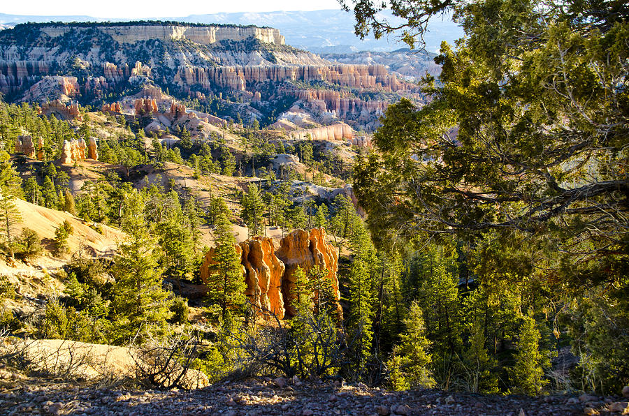 Bryce Greenery Photograph by Jon Berghoff