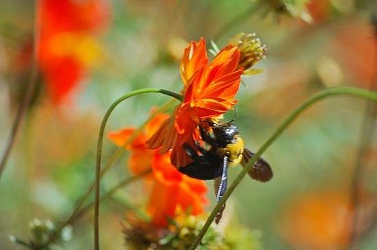Bubble Bee Photograph by Celeste Tyree - Pixels