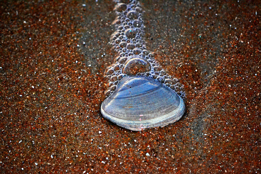 Bubble Shell Photograph by John Flack | Fine Art America
