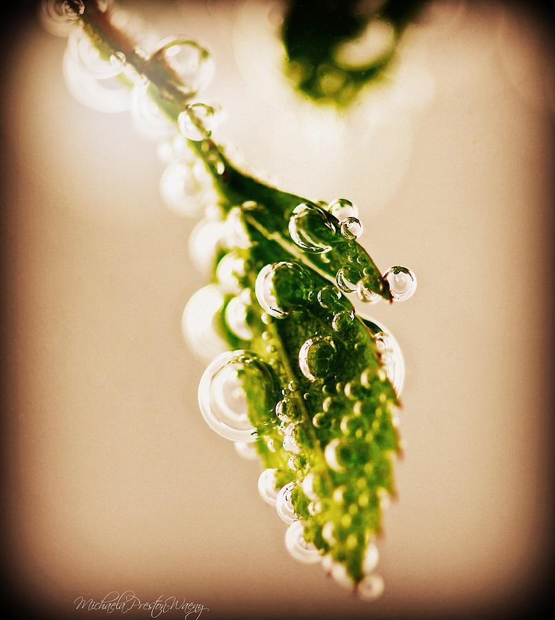 Bubbles Photograph by Michaela Preston - Pixels