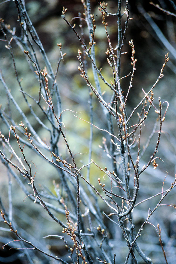 Budding Bush Photograph by Richard Delbridge - Fine Art America