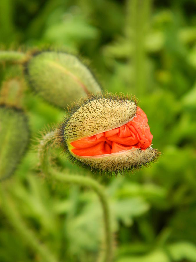 Budding Poppy Photograph by Nicki Bennett