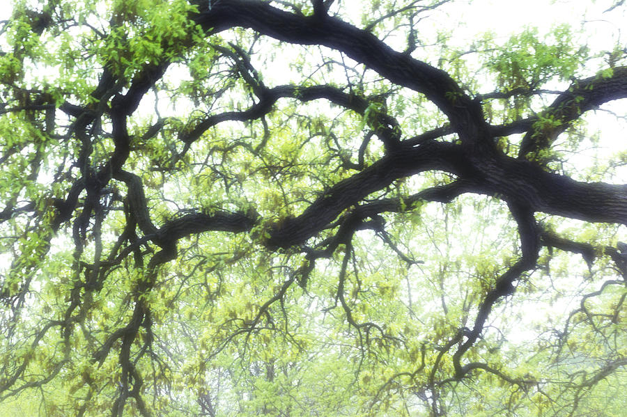 Budding Tree Photograph by Leif Rogers | Fine Art America
