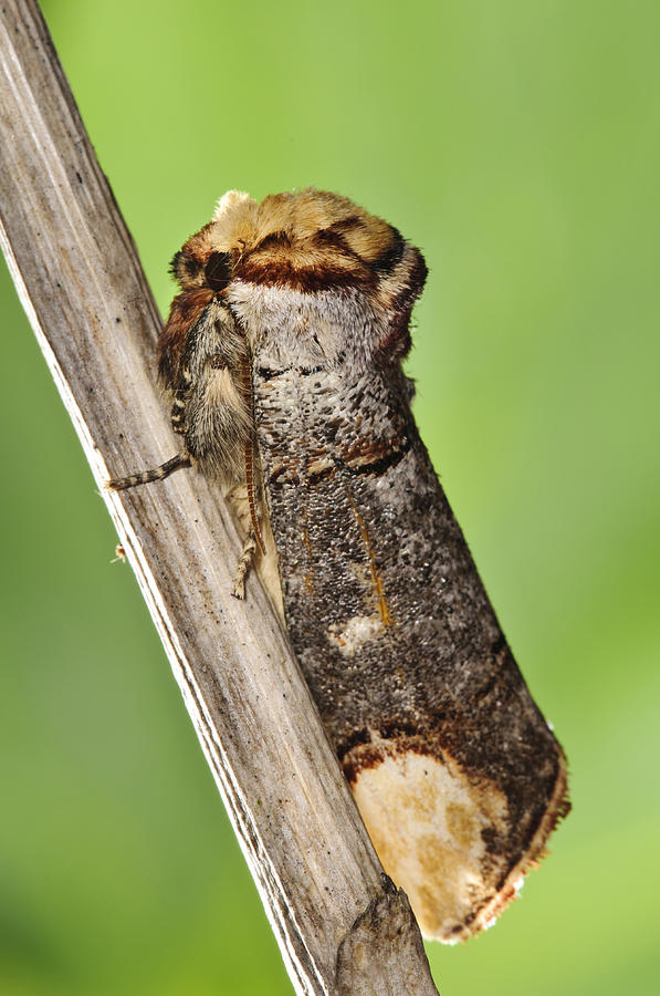 Buff-tip Moth Photograph by Dave Pressland/FLPA - Pixels