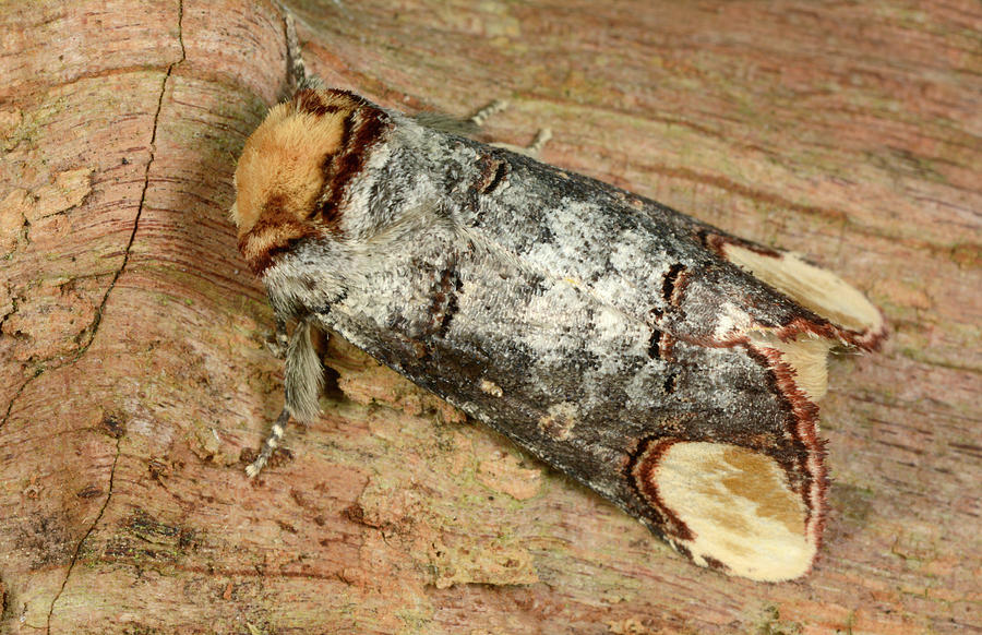 Buff-tip Moth Photograph by Nigel Downer - Fine Art America