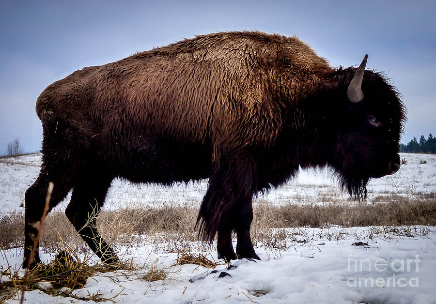 Buffalo in Winter Photograph by Keith Boe | Fine Art America
