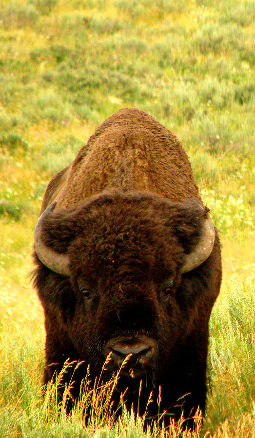 Buffalo Photograph by Matt Dalsing - Fine Art America