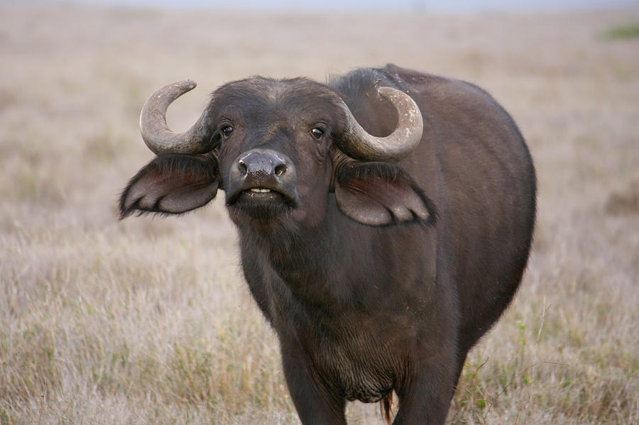 Buffalo Staring Photograph by Bob Parr - Fine Art America