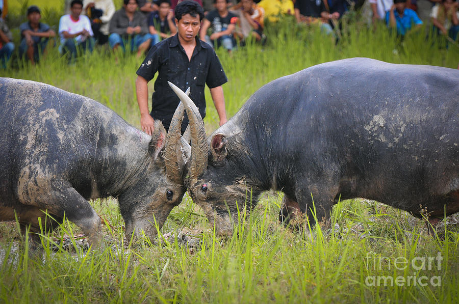 Toraja's Buffalo Fighting Photograph by Danu Primanto | Fine Art America