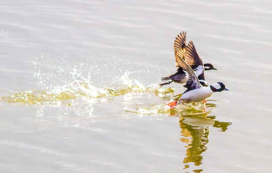 Buffel Head Ducks Photograph by Brian Williamson - Fine Art America