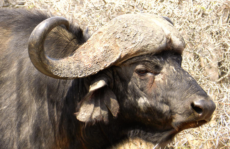 Buffelo close Photograph by Mark Lashmar - Fine Art America