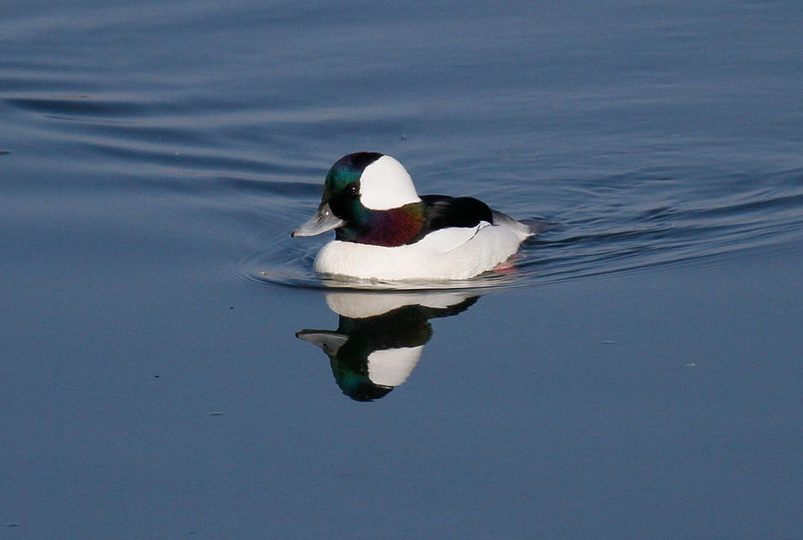 Bufflehead Digital Art by Thomas Kaestner - Fine Art America