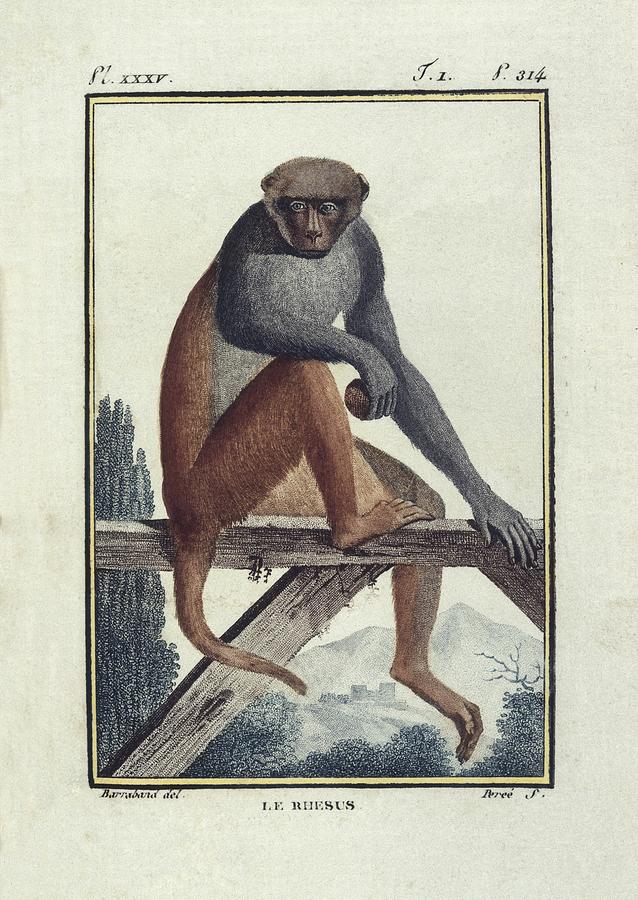 Buffon, Georges-louis Leclerc, Count De by Everett