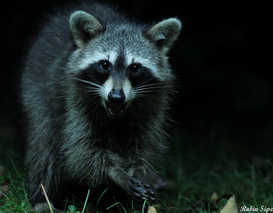 Bug Eater Photograph by Robin Vargo