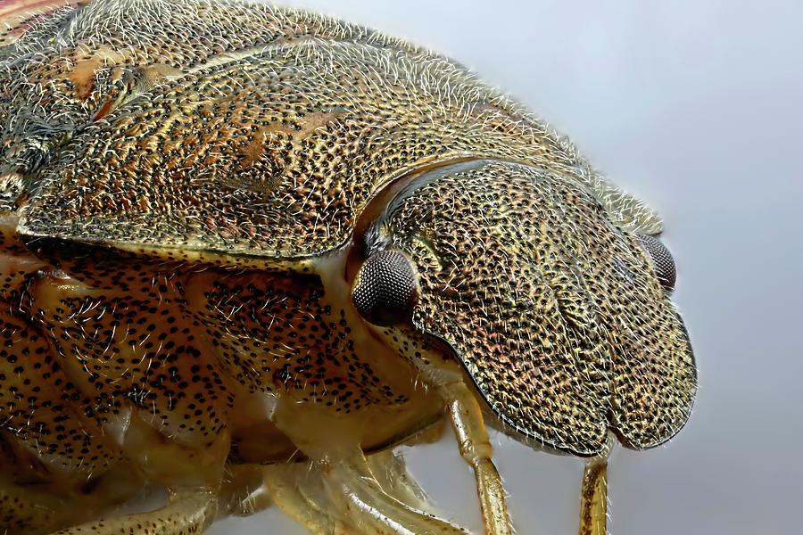 Bug Head by Science Photo Library
