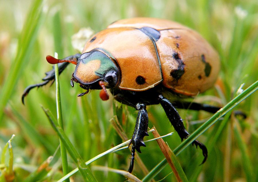 Bug in Grass Photograph by Amanda Struz - Fine Art America
