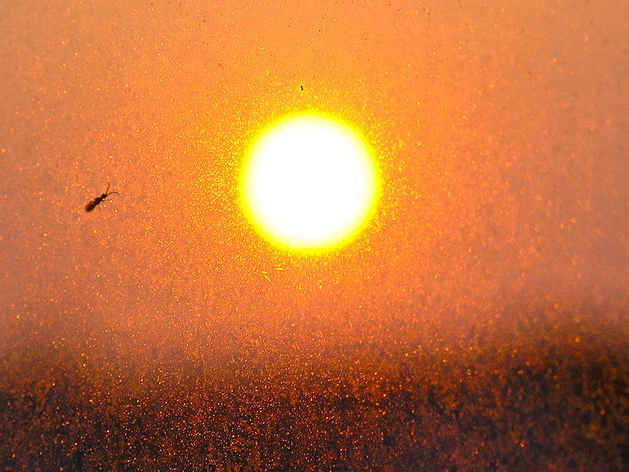 Bug on the Sun Photograph by Ron Valentino - Fine Art America