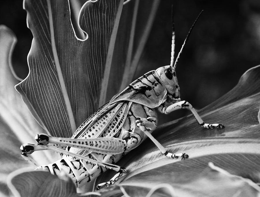 Bugging me 2 Photograph by Ron Braxton Sr | Pixels