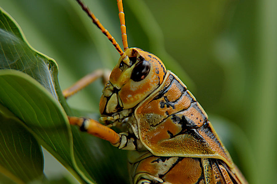 Bugging me 3 Photograph by Ron Braxton Sr - Pixels