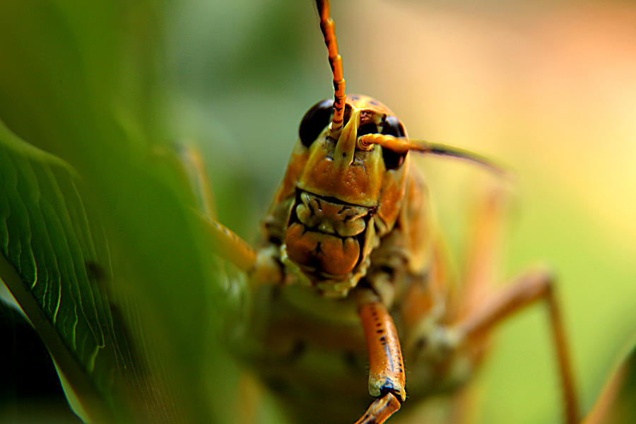 Bugging me 4 Photograph by Ron Braxton Sr