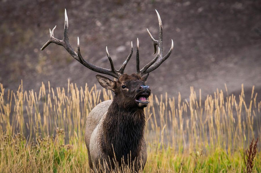 Bugle Call Photograph by John Sagert - Pixels