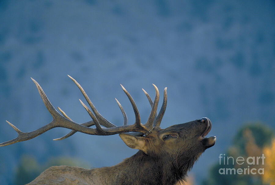 Bugling Elk Photograph by Mark Newman - Fine Art America