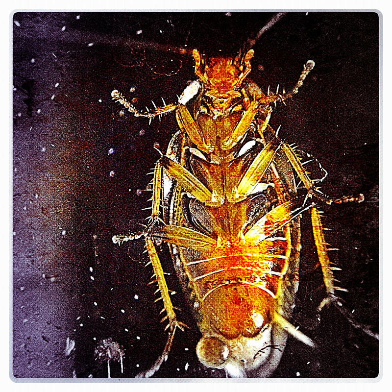 Bugs in Space Photograph by Dan Kerr - Pixels