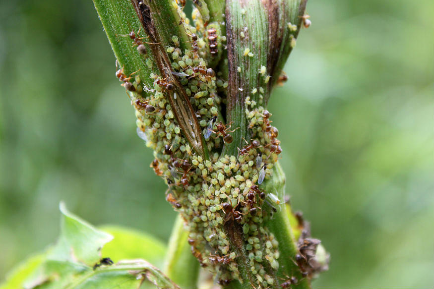 Bugs Photograph by Susannah Marie - Fine Art America