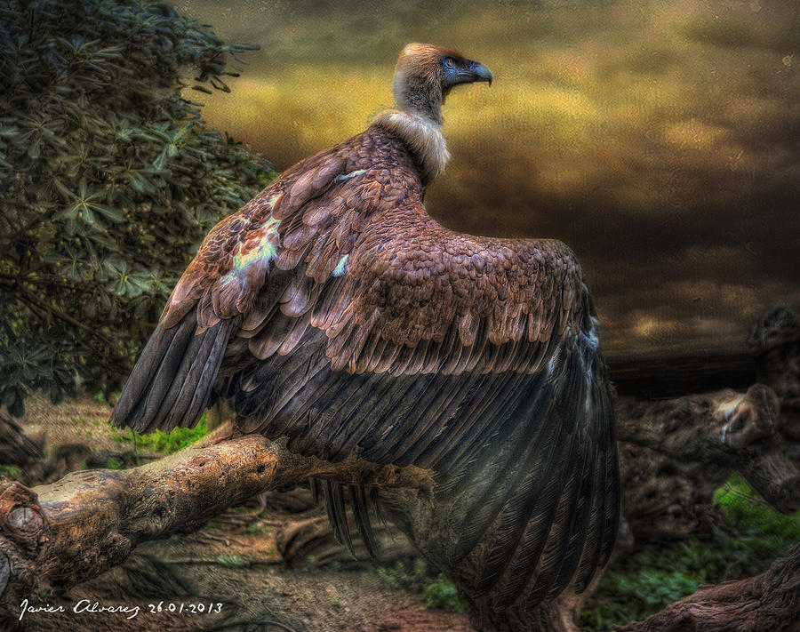 Buitre Photograph by Javier Alvarez - Fine Art America