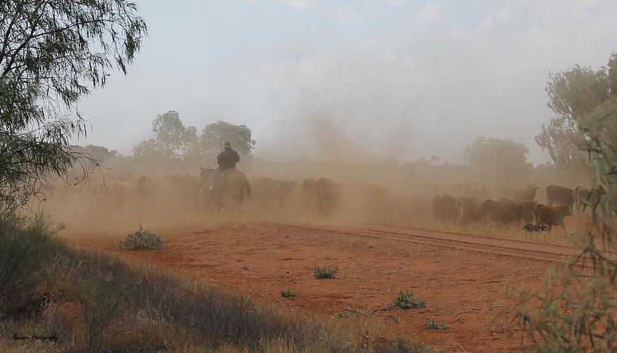 Bull Dust Photograph by Melissa Robertson - Fine Art America