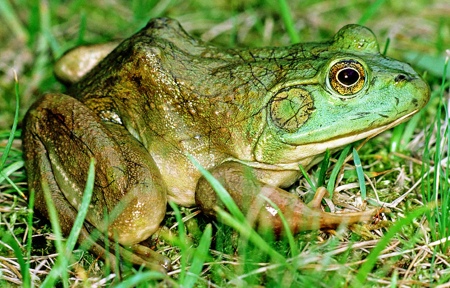 Bullfrog Photograph by Millard H. Sharp - Fine Art America